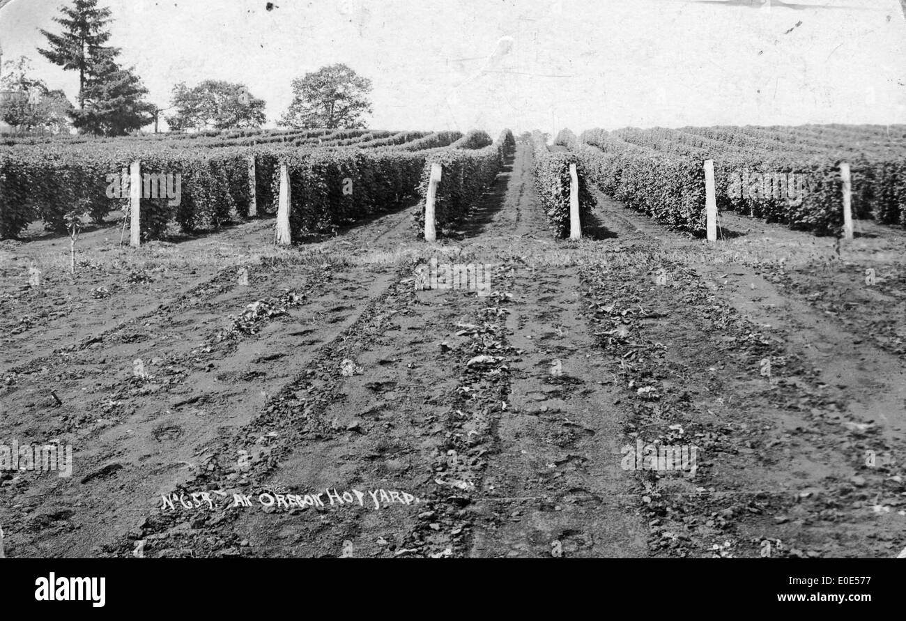 A photograph of a hop yard in Oregon, showing the growth and harvesting ...