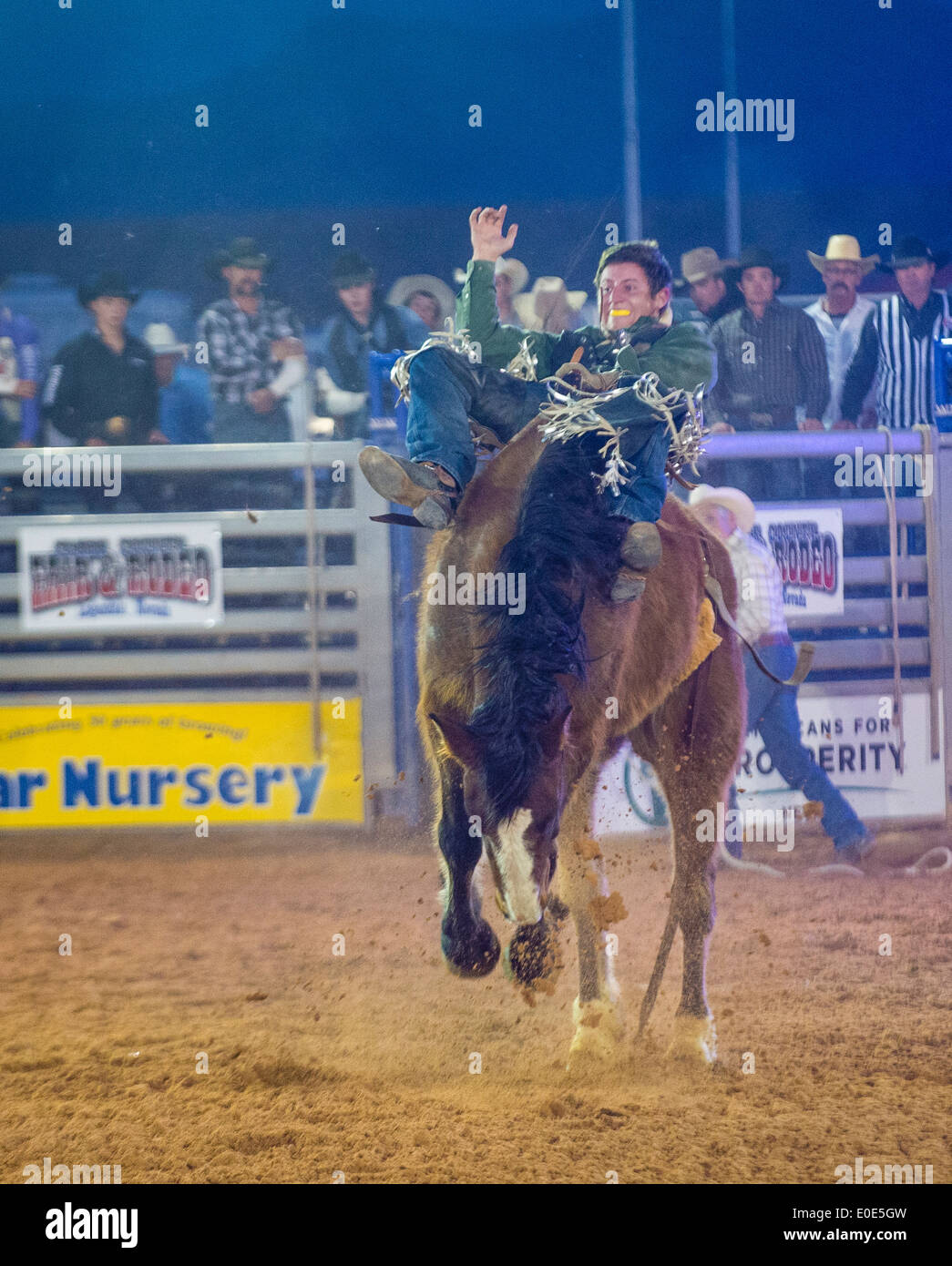 Cowboy Participating in a Bucking Horse Competition at the Clark County ...