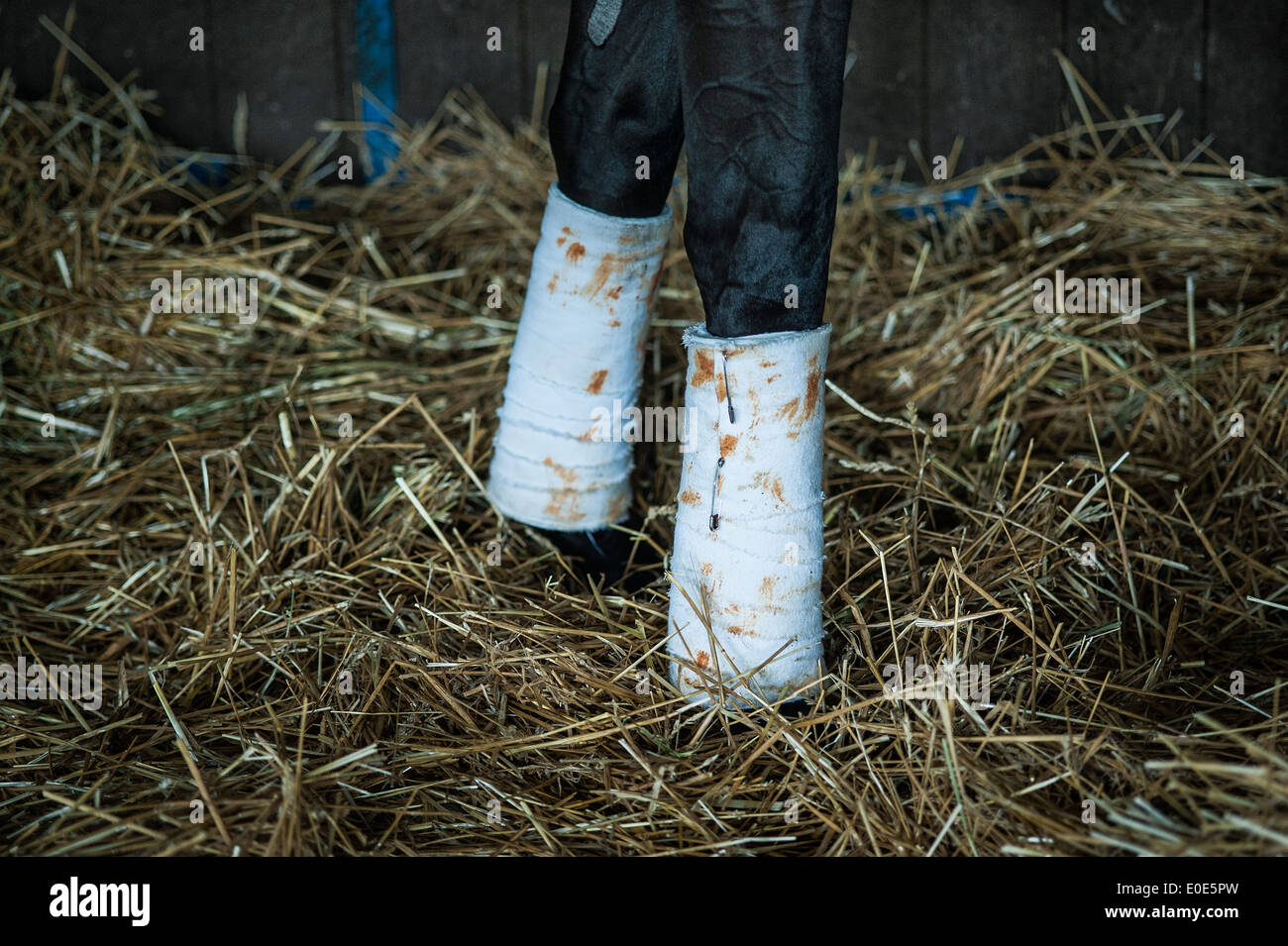 Bandaged legs of a thoroughbred race horse Stock Photo - Alamy