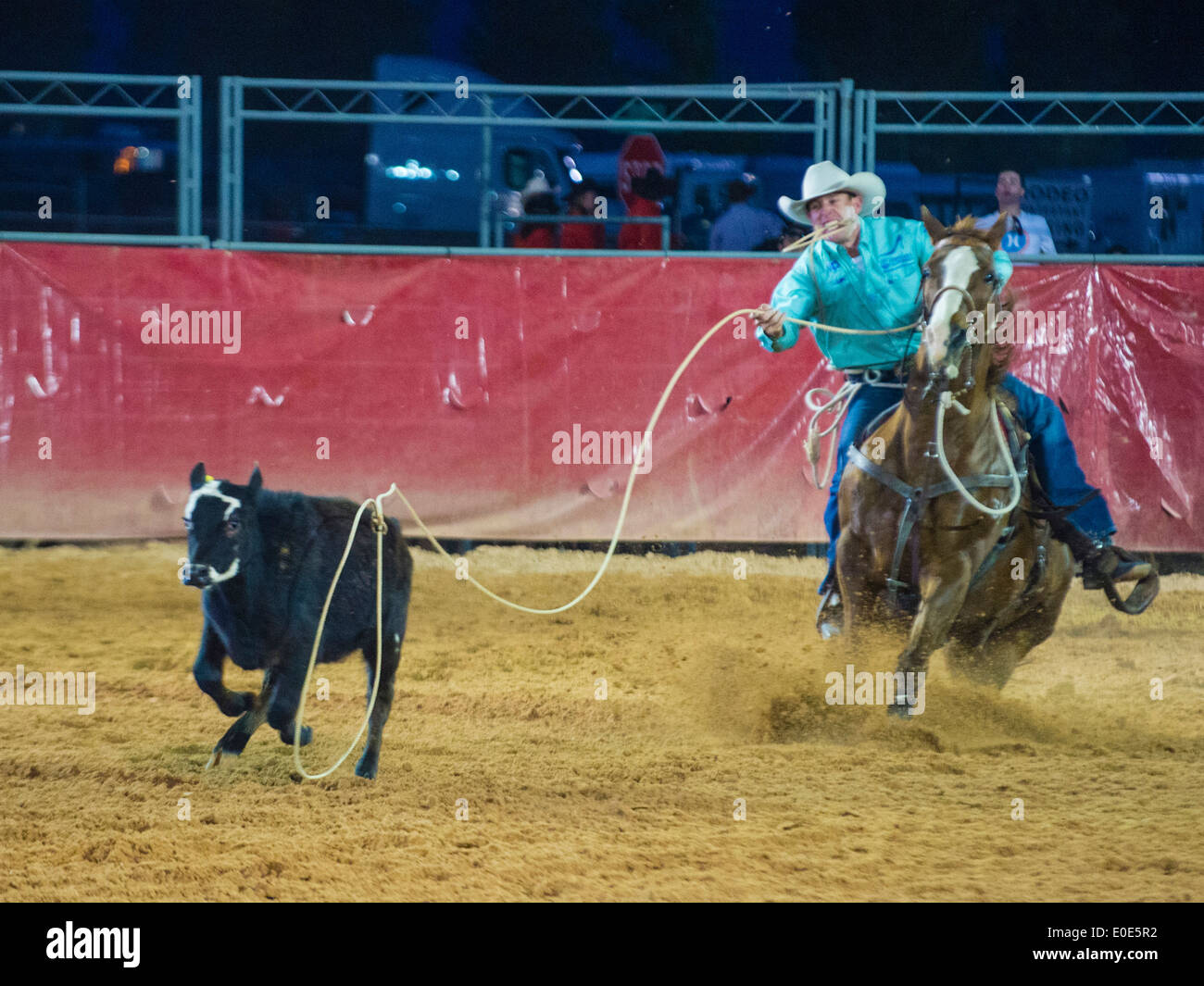 Cowboy Participating in a Calf roping Competition at the Clark County ...