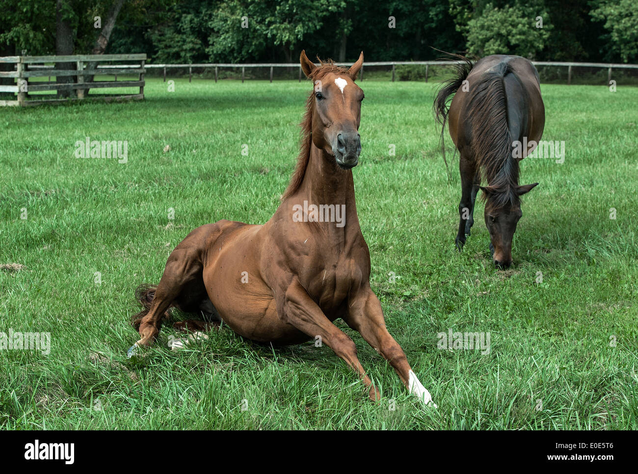 Thoroughbred hi-res stock photography and images - Alamy