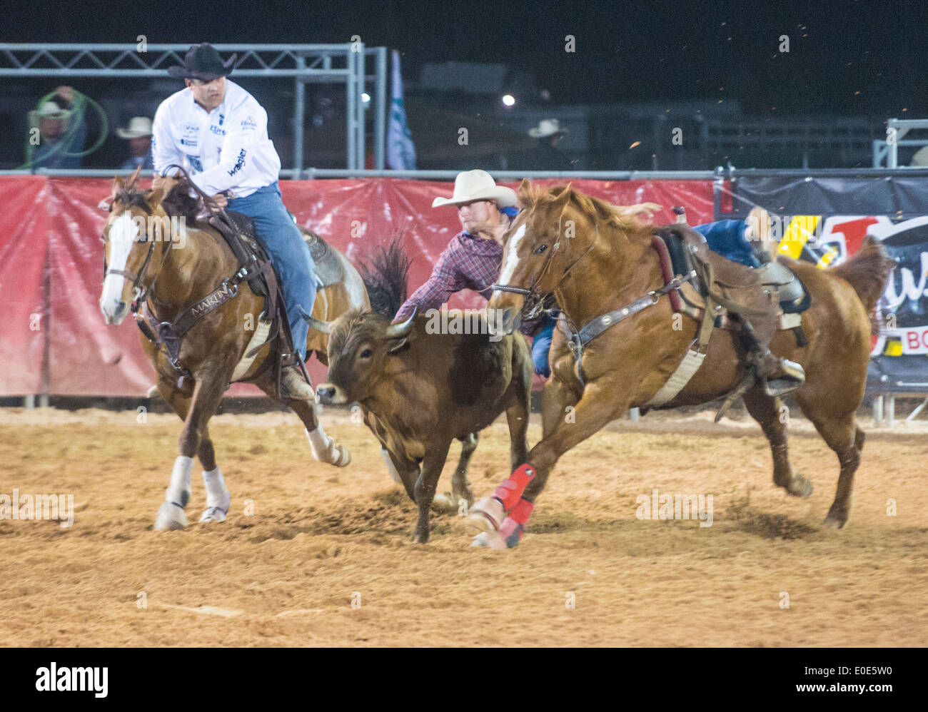 Cowboys Participating in a Calf roping Competition at the Clark county ...