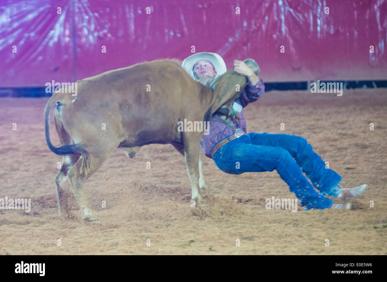 Cowboy Participating in a Steer wrestling Competition at the Clark ...