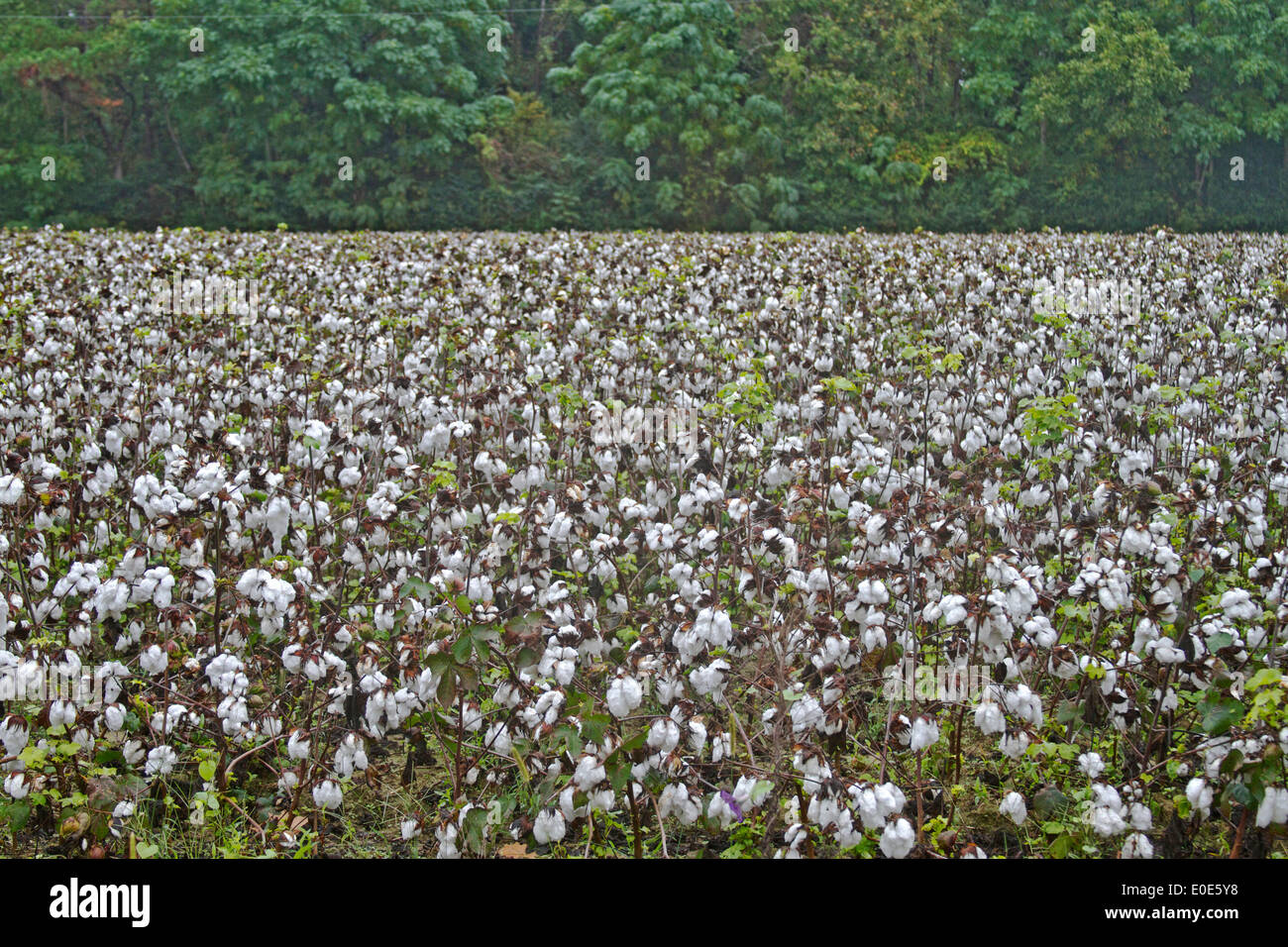Cotton farming southern usa hi-res stock photography and images - Alamy