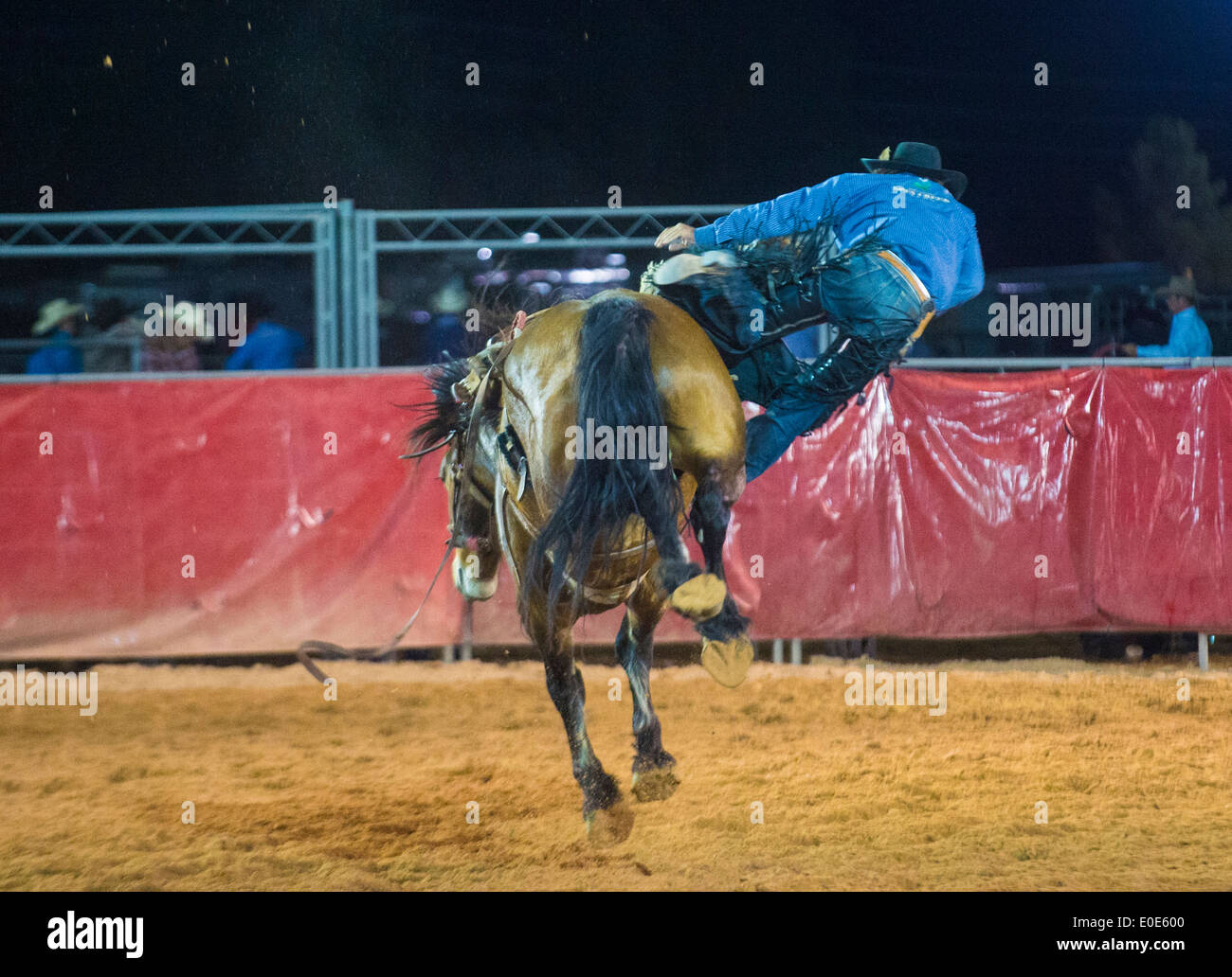 Cowboy Participating in a Bucking Horse Competition at the Clark County ...