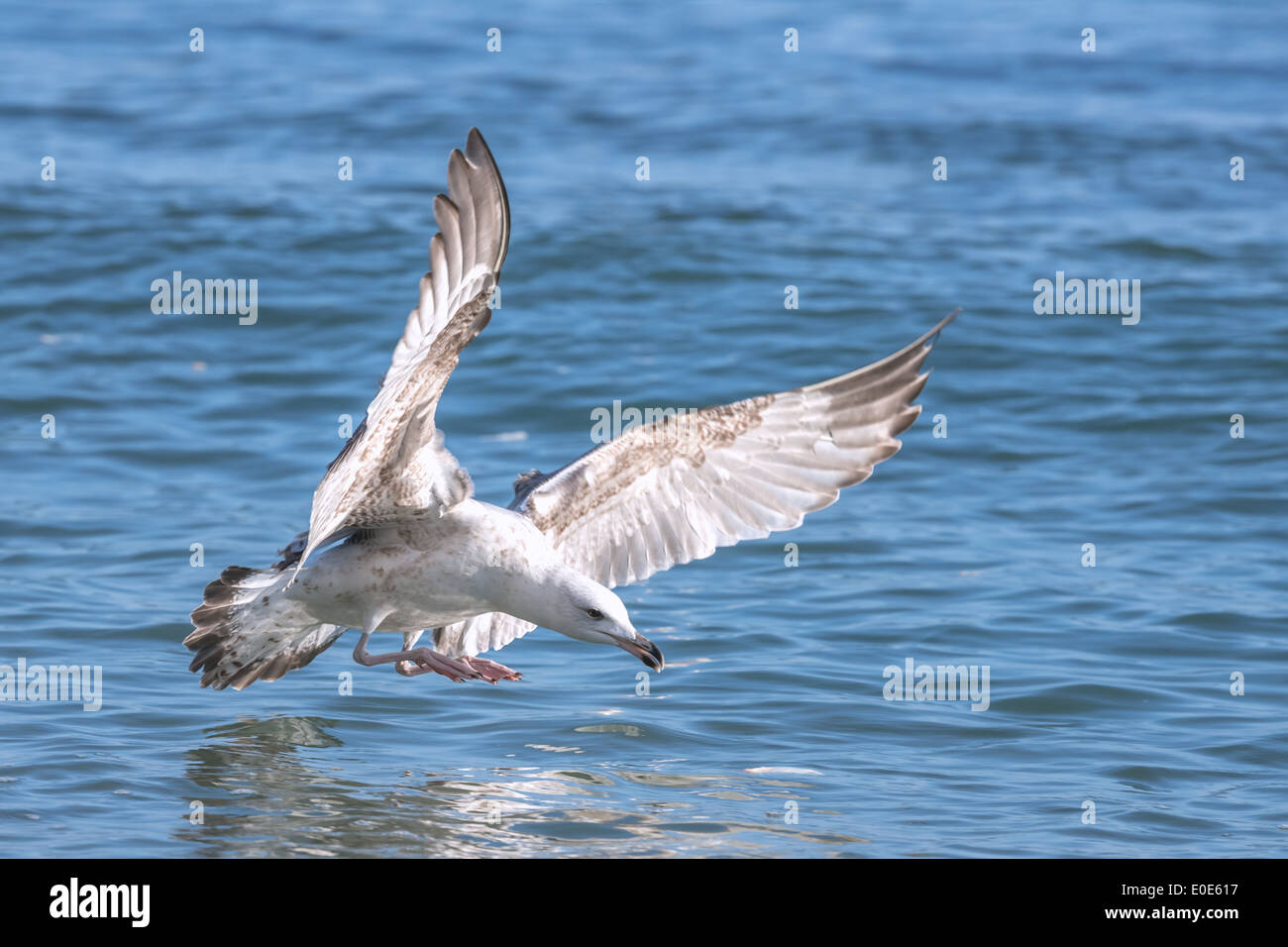 seagull flying above blue sea Stock Photo - Alamy
