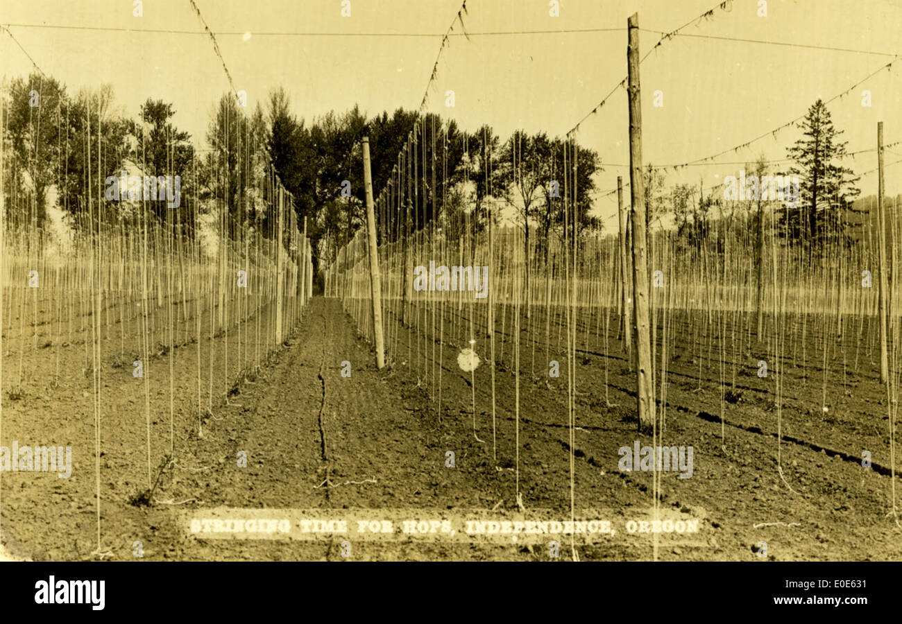 Stringing hops hi-res stock photography and images - Alamy