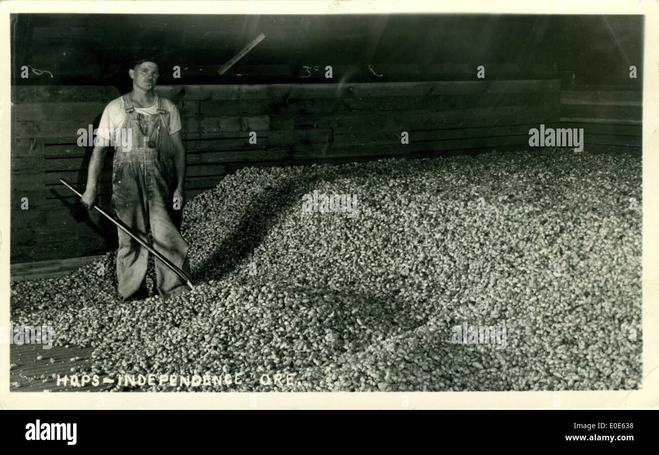 This photo shows hop fields in Independence, Oregon, where hops are ...