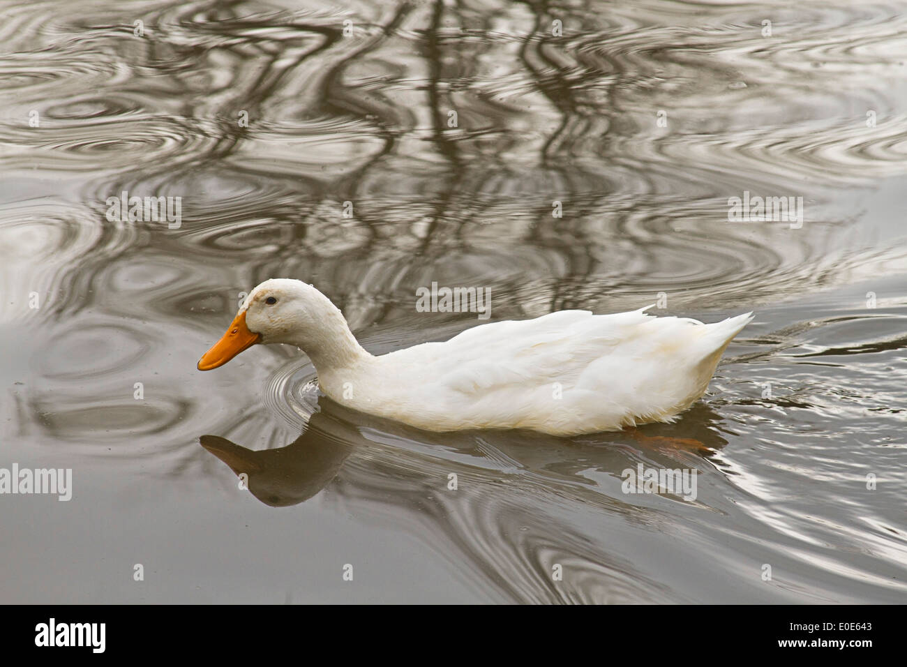 Duck feet paddling hi-res stock photography and images - Alamy