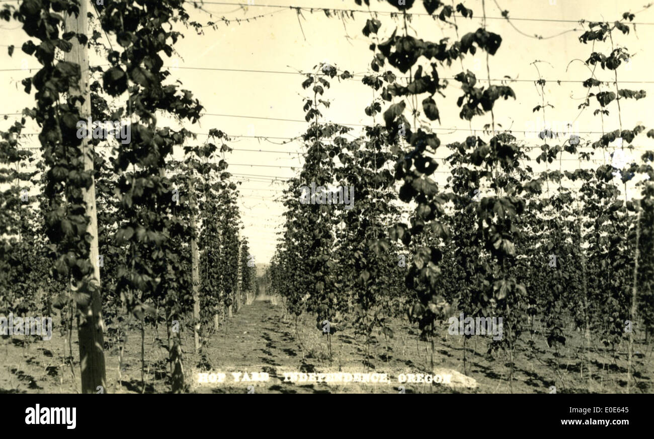 Hop stringing hi-res stock photography and images - Alamy