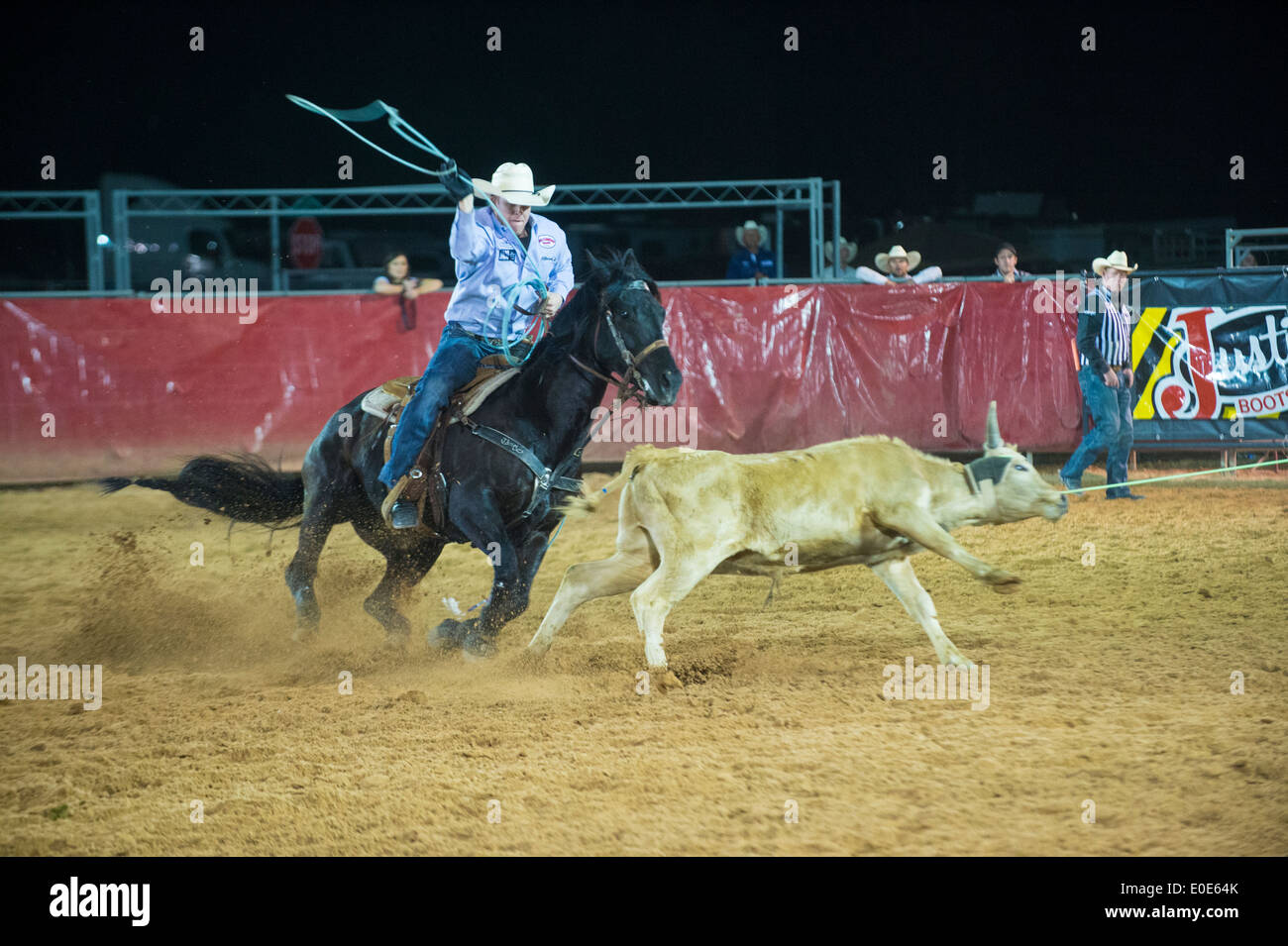 Cowboy Participating in a Calf roping Competition at the Clark County ...