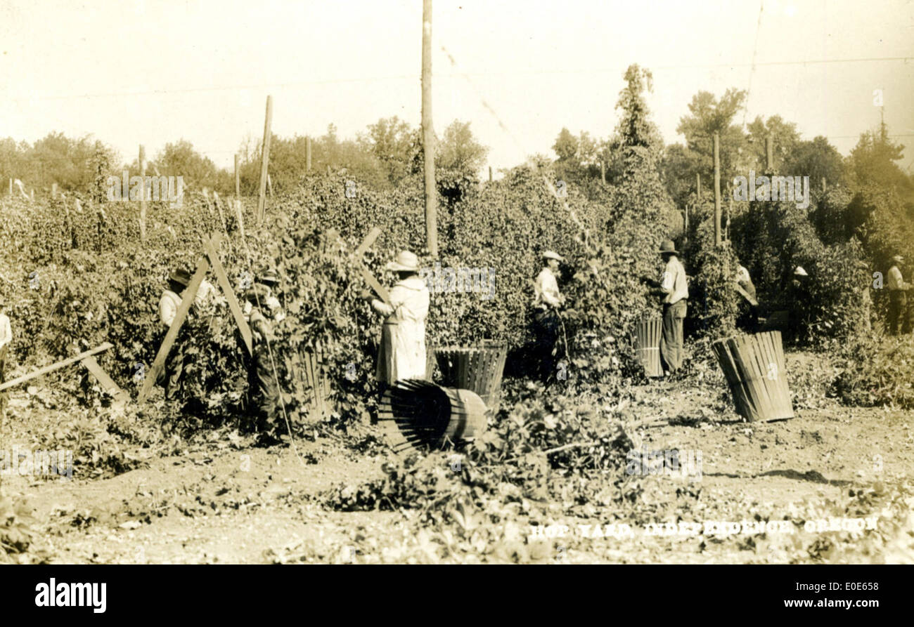 A hop yard in Independence, Oregon, where hops are cultivated for ...