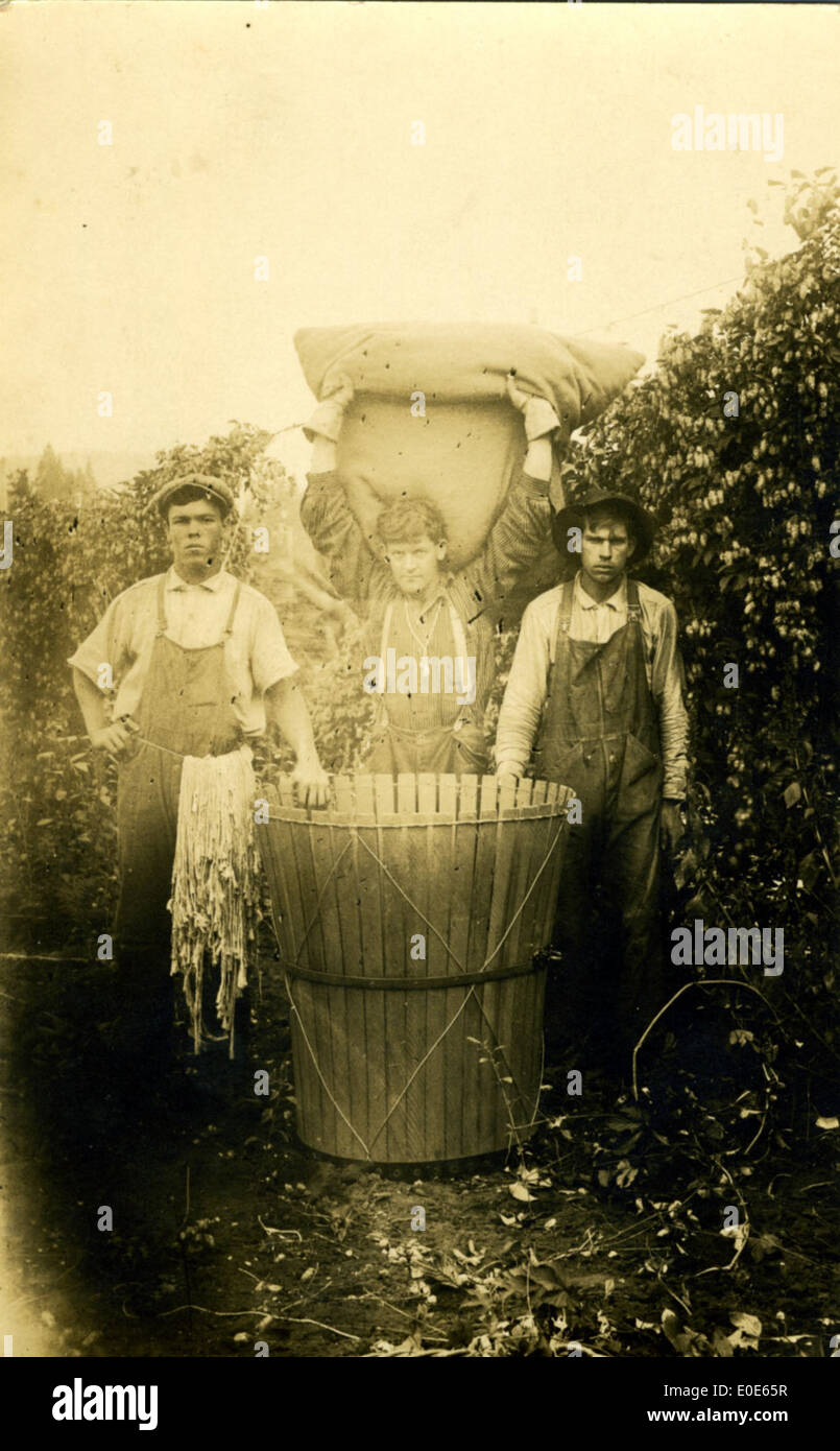 Hop yards hi-res stock photography and images - Alamy