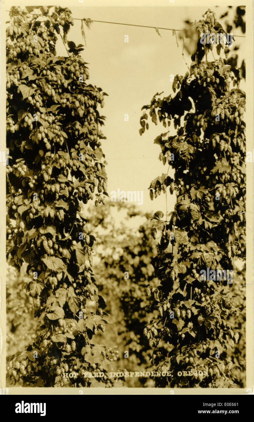 A photograph of a hop yard in Independence, Oregon, showing rows of hop ...