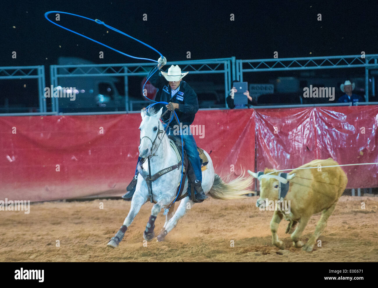 Cowboy Participating in a Calf roping Competition at the Clark County ...