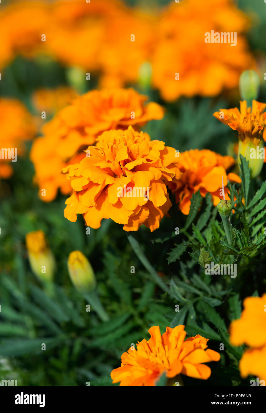 Marigold hi-res stock photography and images - Alamy