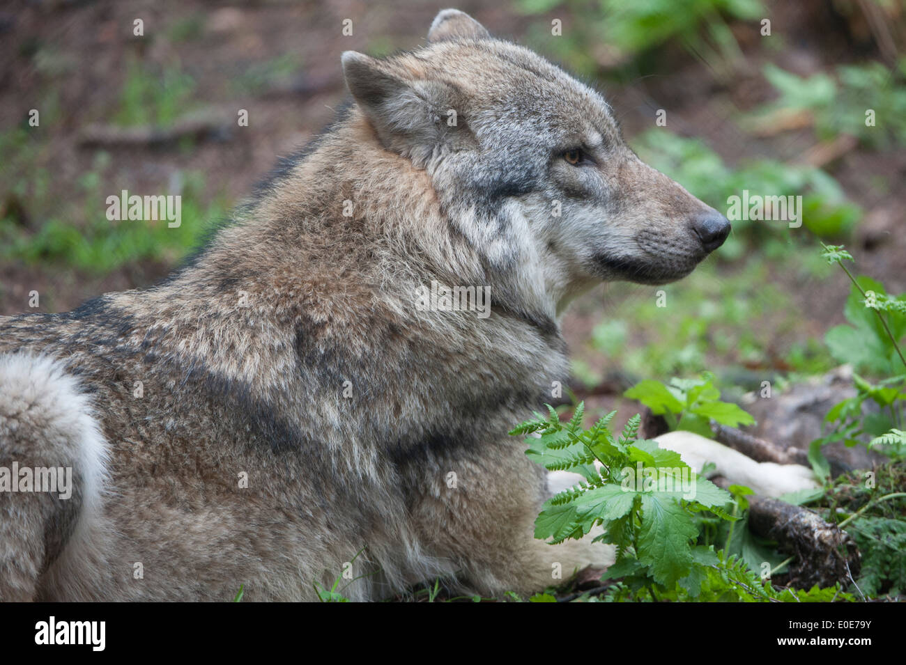 Der wolf canis lupus hi-res stock photography and images - Alamy