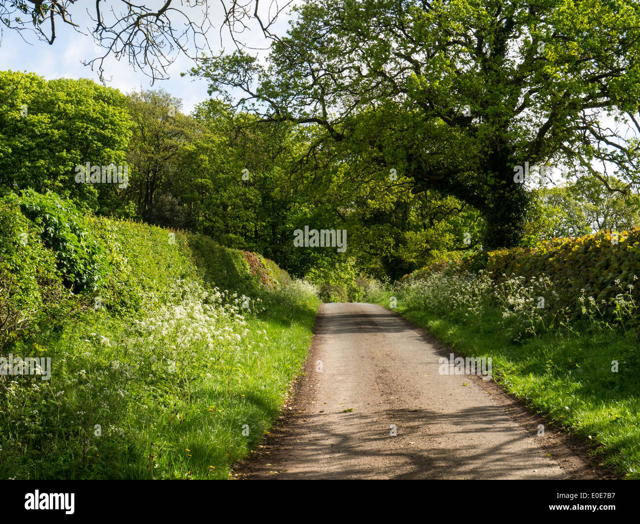 Country lane spring england uk hi-res stock photography and images - Alamy