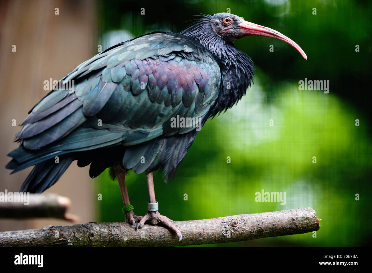 Bald ibis geronticus eremita breeding hi-res stock photography and ...
