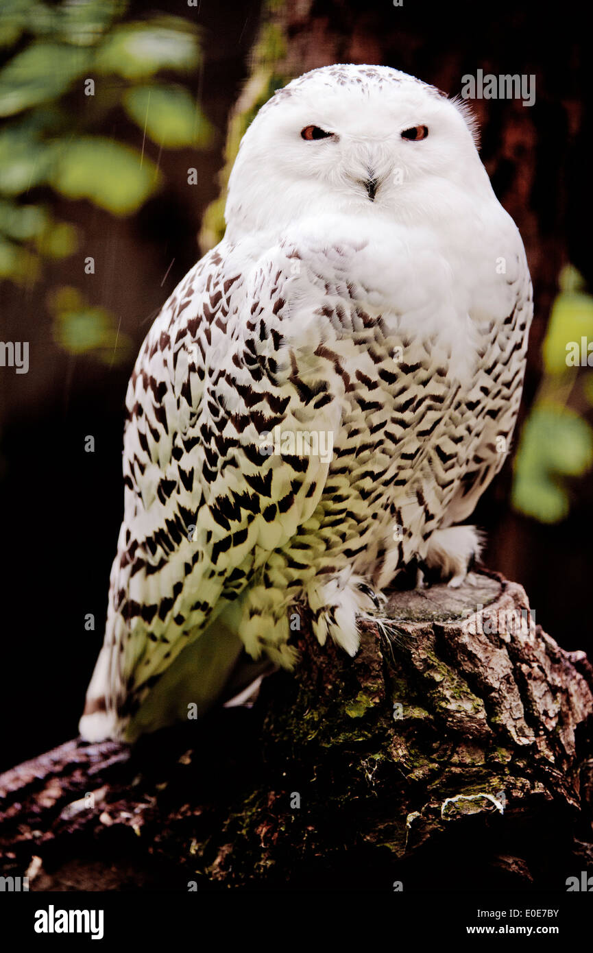 Schneeeule hi-res stock photography and images - Alamy