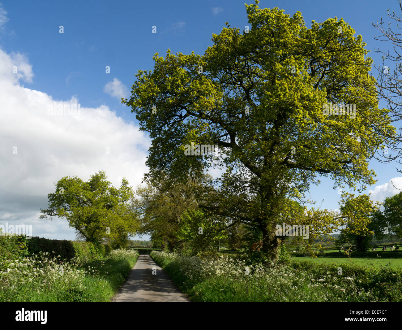 country lane in spring, Shropshire, UK Stock Photo - Alamy