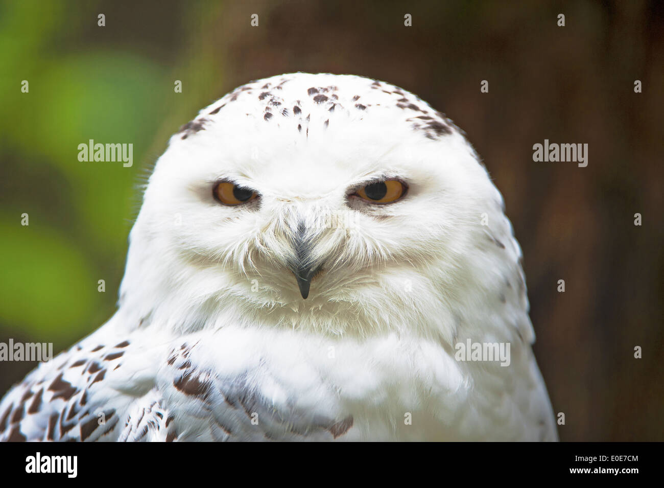 Schneeeule hi-res stock photography and images - Alamy