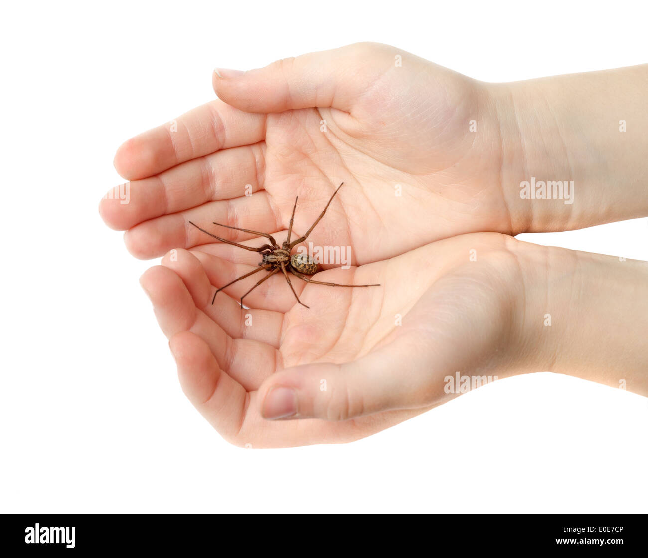 Hairy Palm Hand Stock Photos & Hairy Palm Hand Stock Images - Alamy