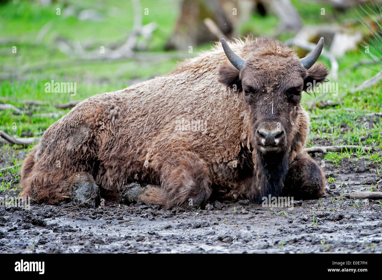 Wood bison alaska hi-res stock photography and images - Alamy
