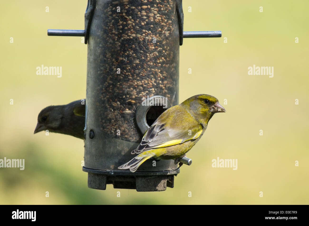 English feeder hi-res stock photography and images - Alamy
