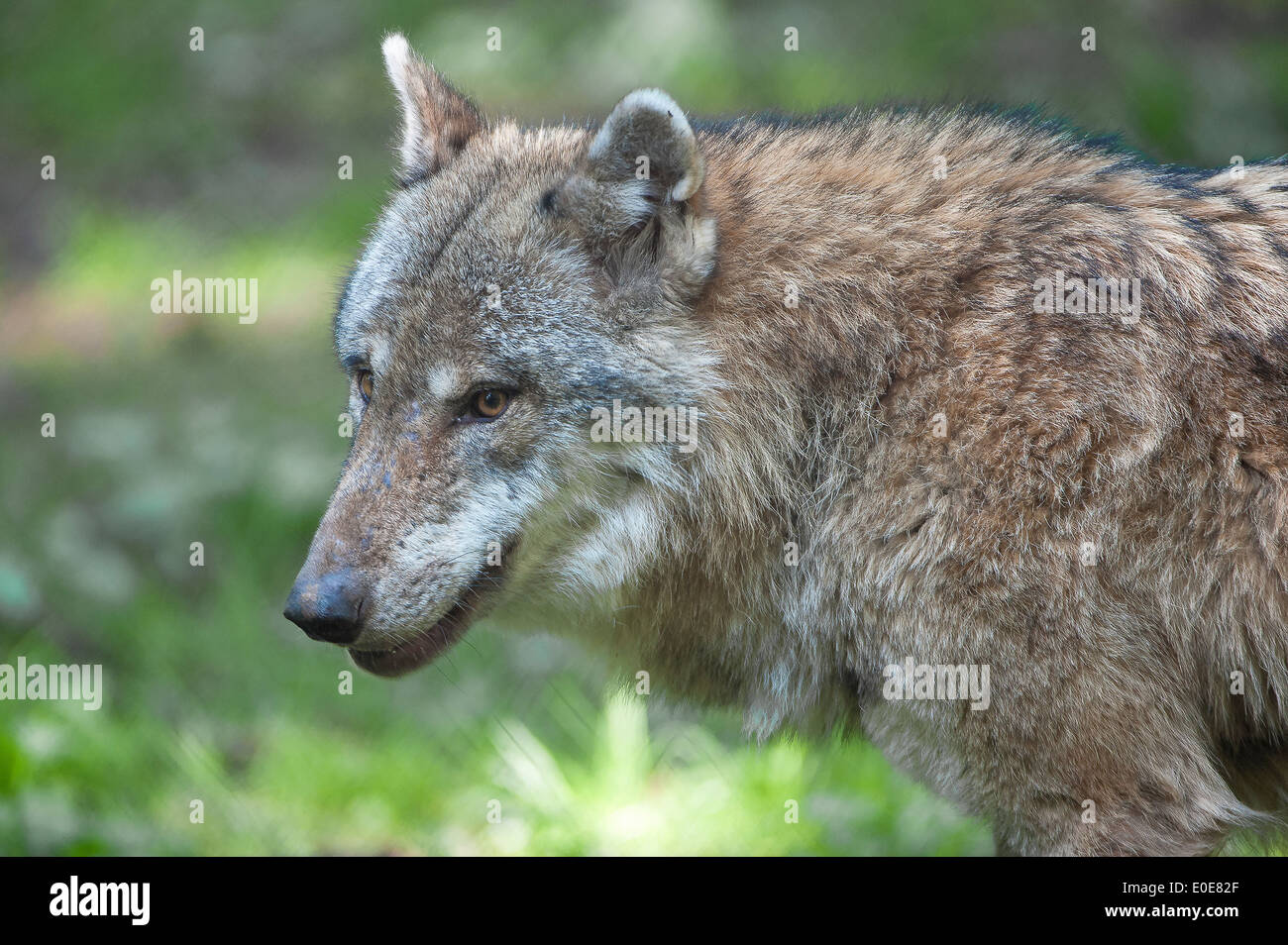 Der wolf canis lupus hi-res stock photography and images - Alamy