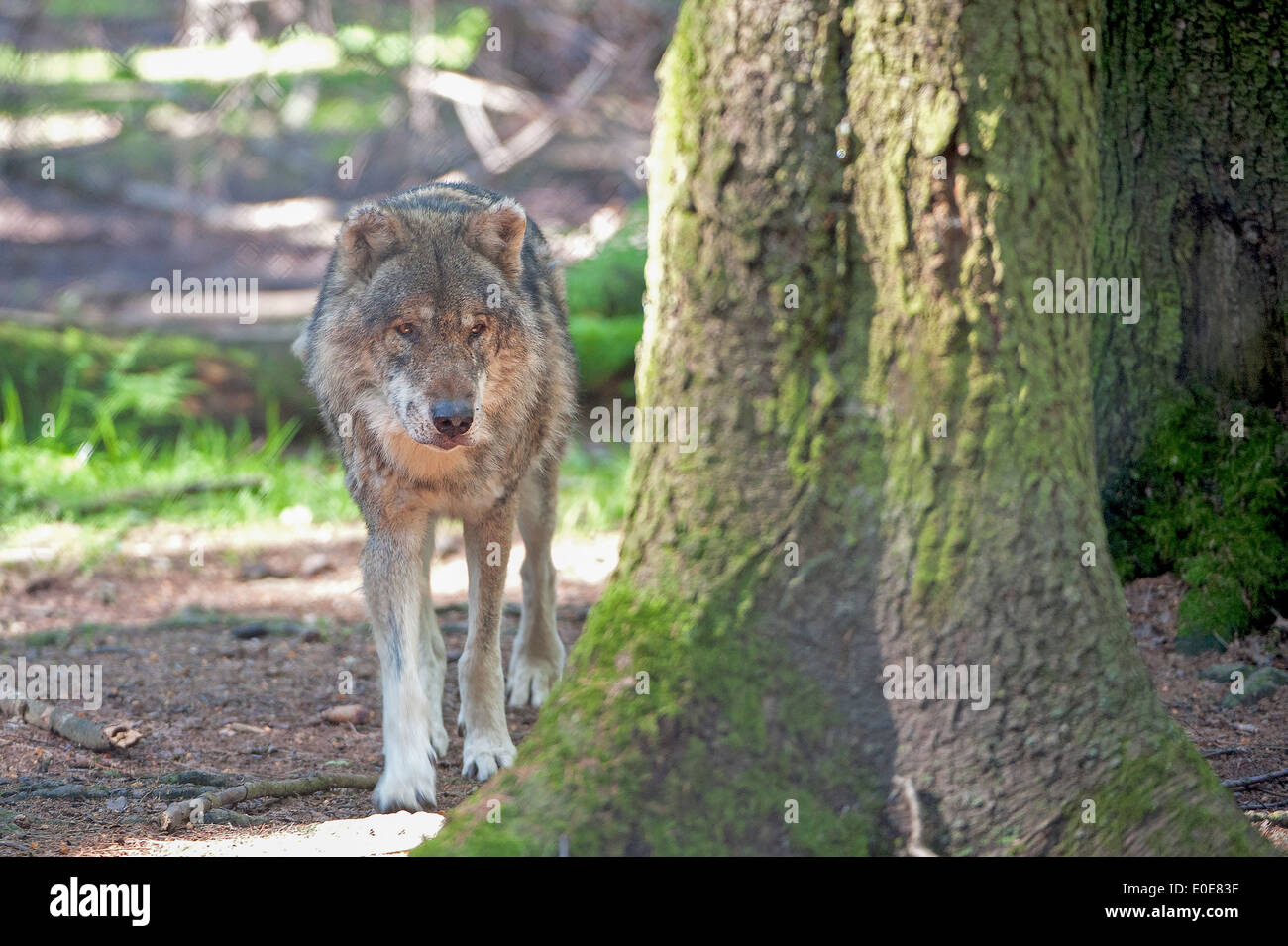 Der wolf canis lupus hi-res stock photography and images - Alamy