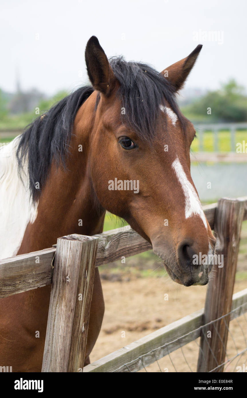 Up country pasture on hi-res stock photography and images - Alamy