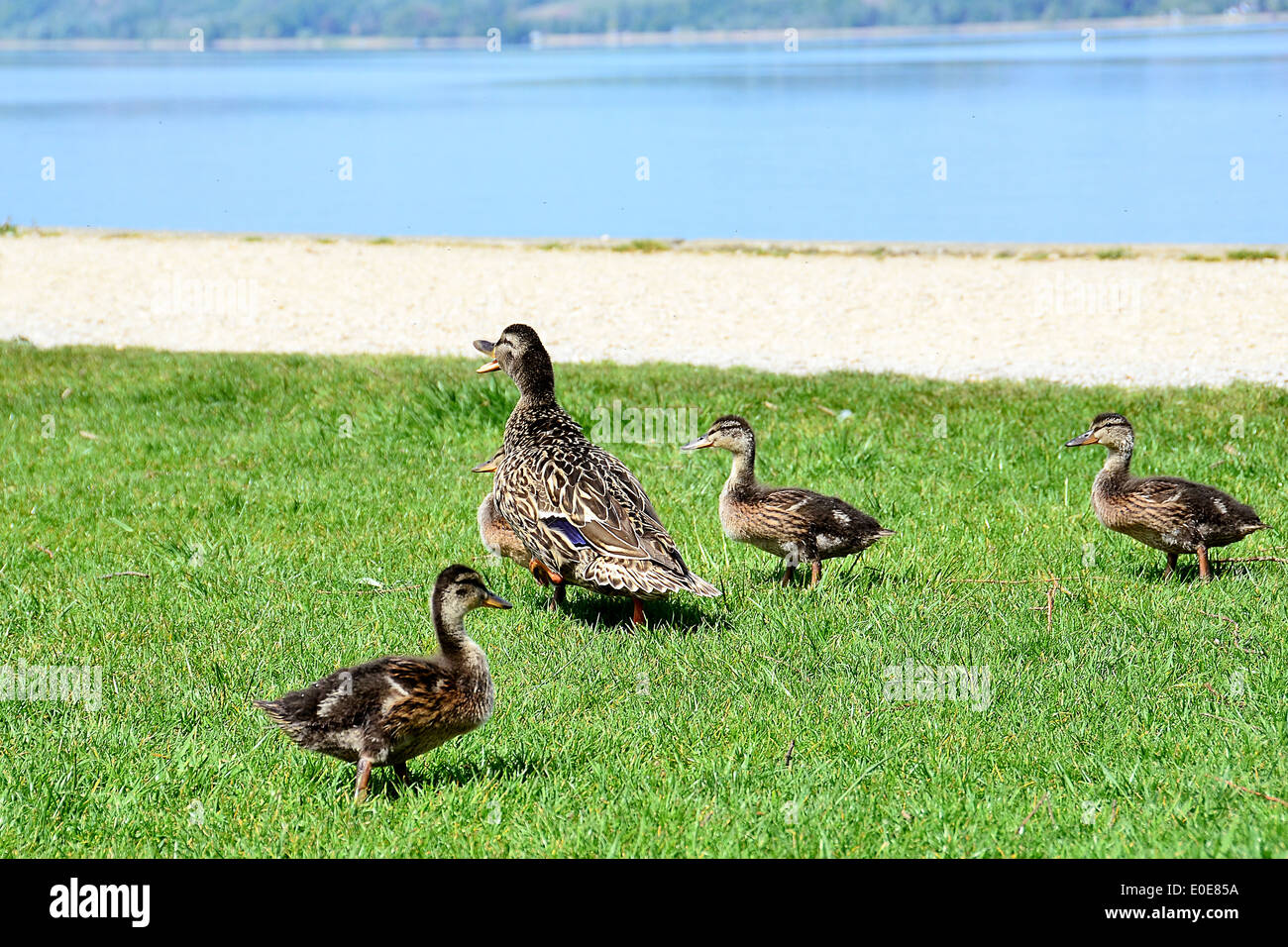Enten am See, Schweiz Stock Photo - Alamy
