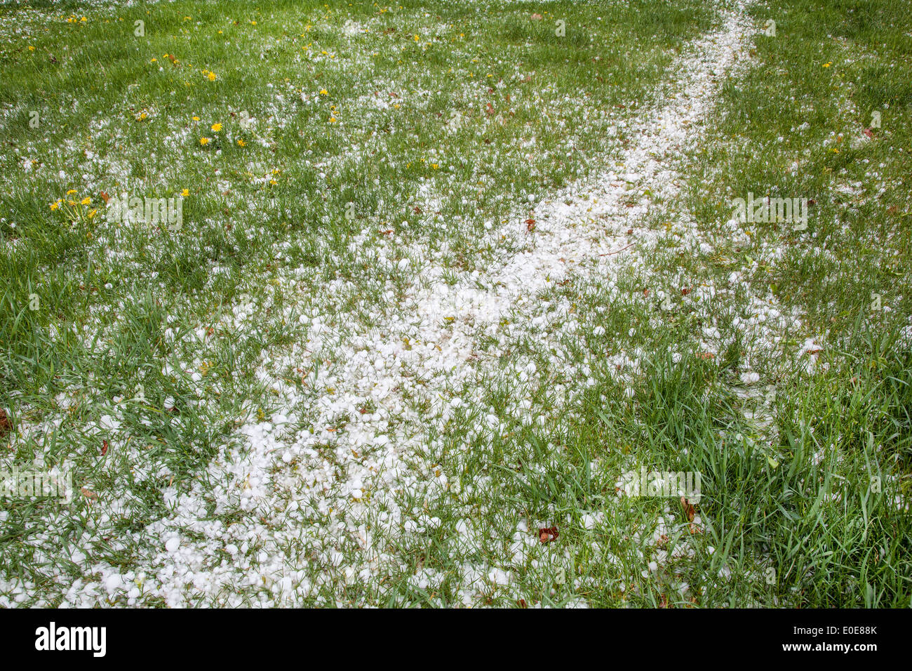 hailstones covering backyard lawn after springtime hail storm Stock ...