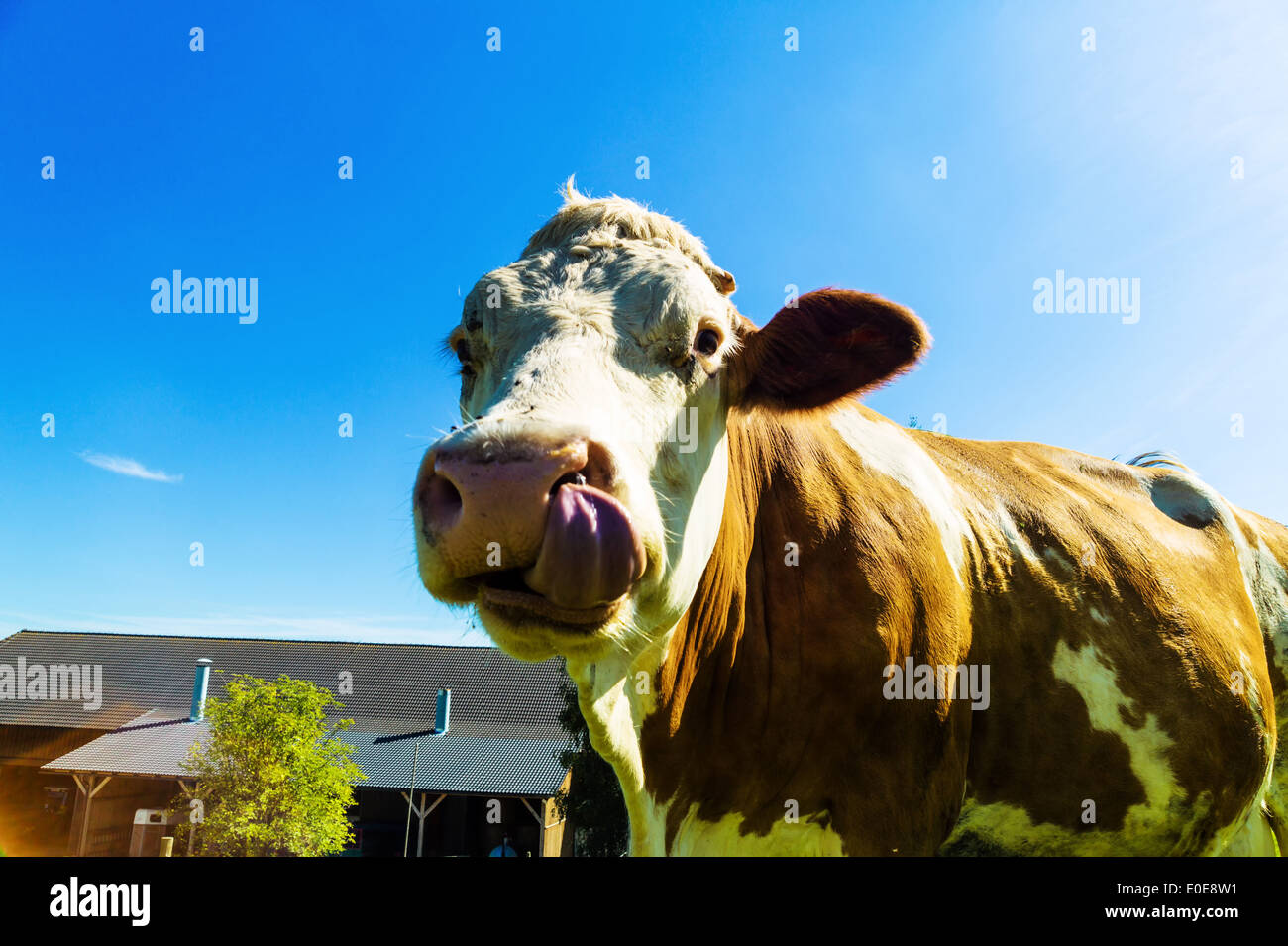 A happy cow with graze on the pasture. Keeping of pets in the ...