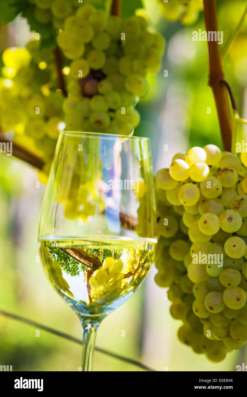 Glasses herbst plant hi-res stock photography and images - Alamy