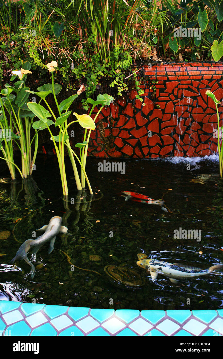 Koi fish swimming in a man made pond Stock Photo - Alamy