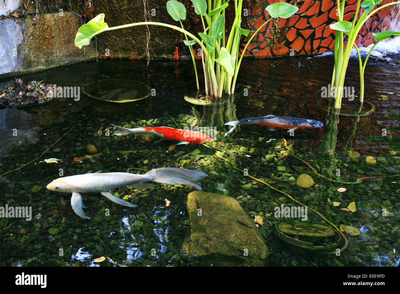 Koi fish swim in a man made pond Stock Photo - Alamy