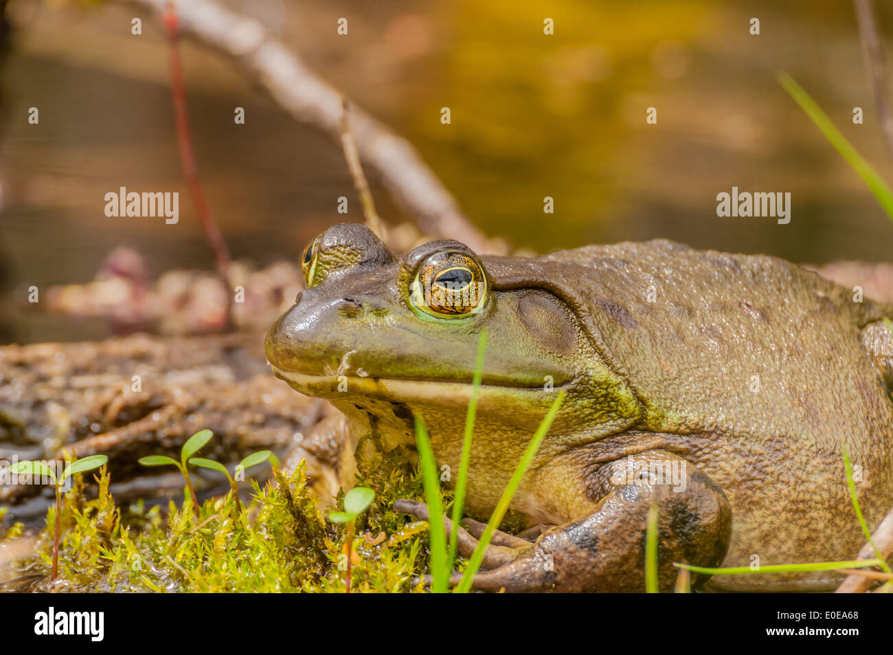 Bullfrog sitting on a log in a swamp Stock Photo - Alamy