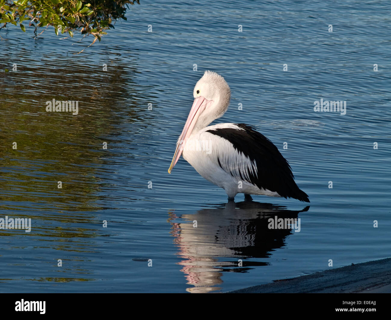 Australian pelican mangrove hi-res stock photography and images - Alamy
