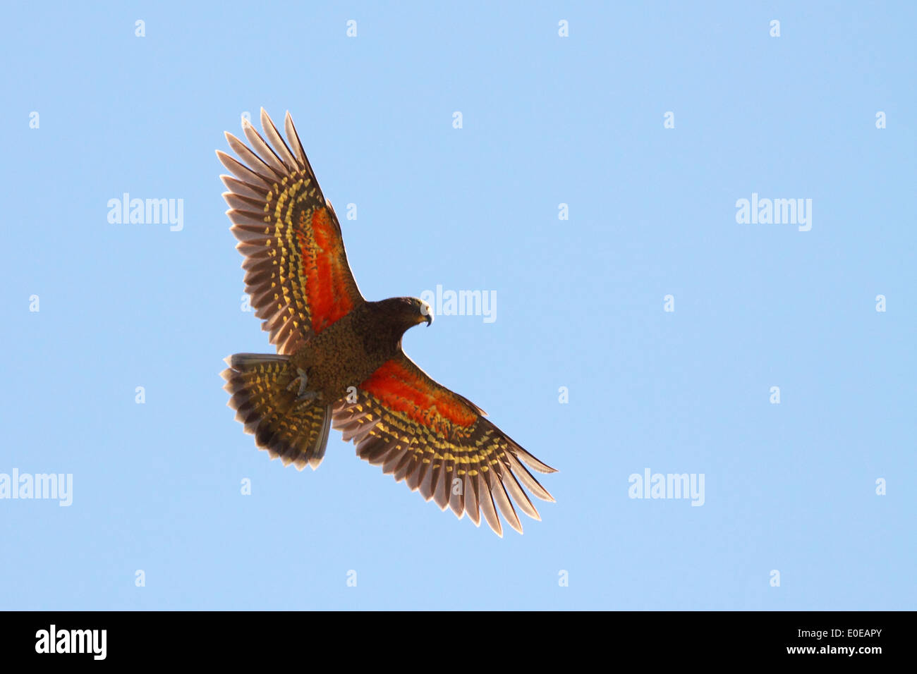 Flying bird against sun hi-res stock photography and images - Alamy