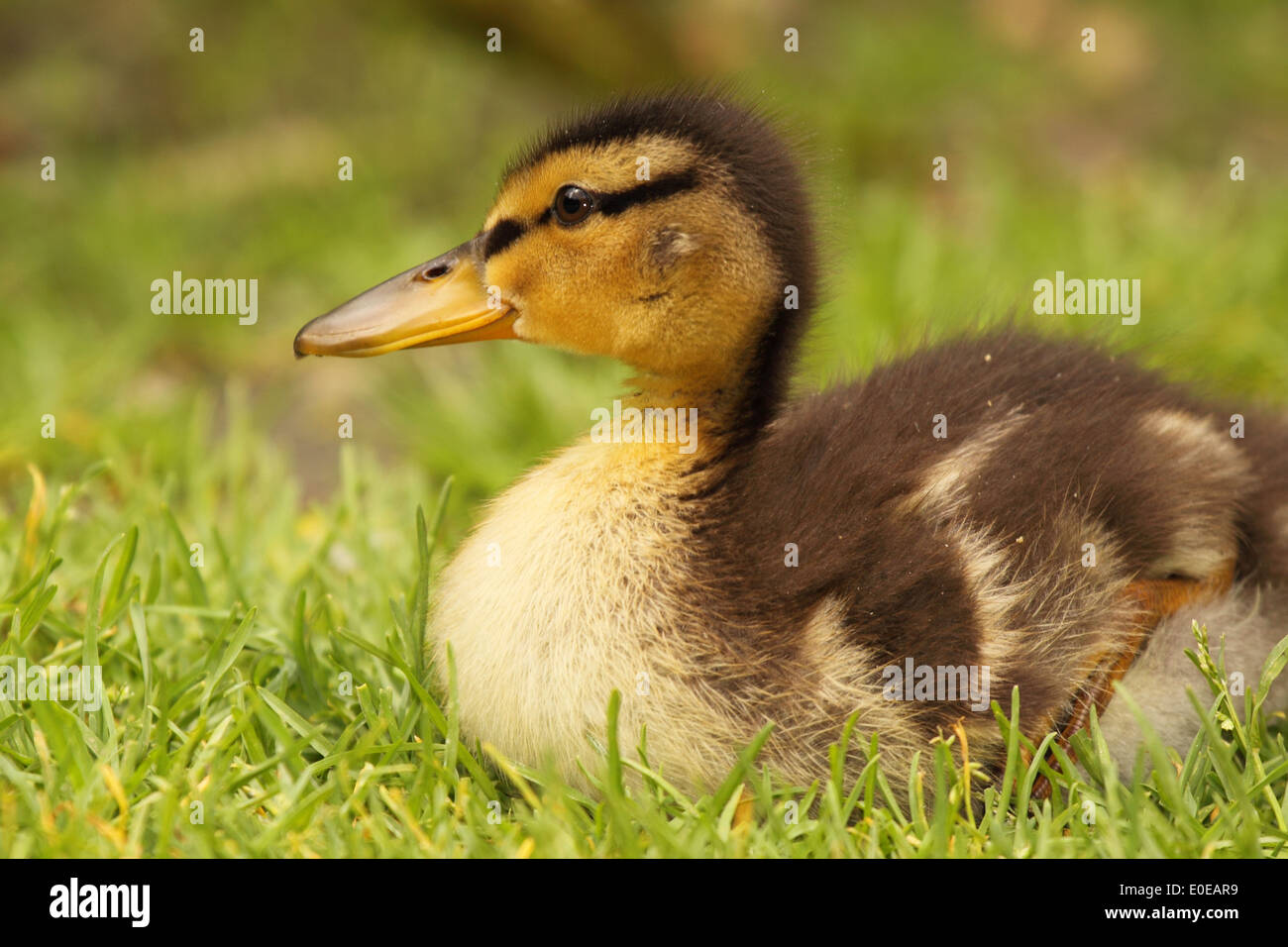 Fuzzy baby bird hi-res stock photography and images - Alamy