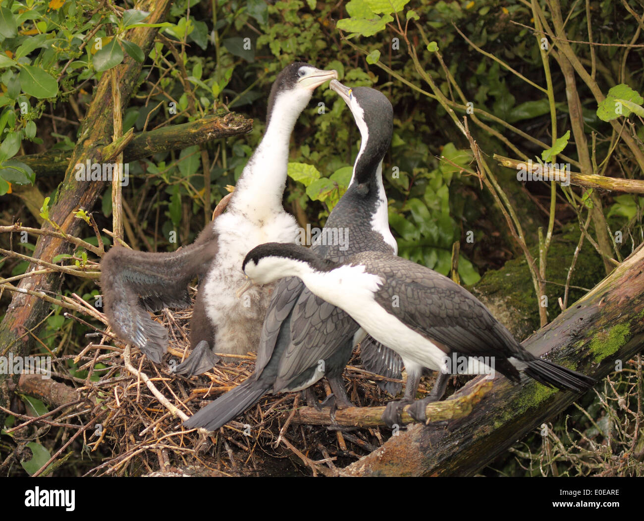 Baby cormorant hi-res stock photography and images - Alamy