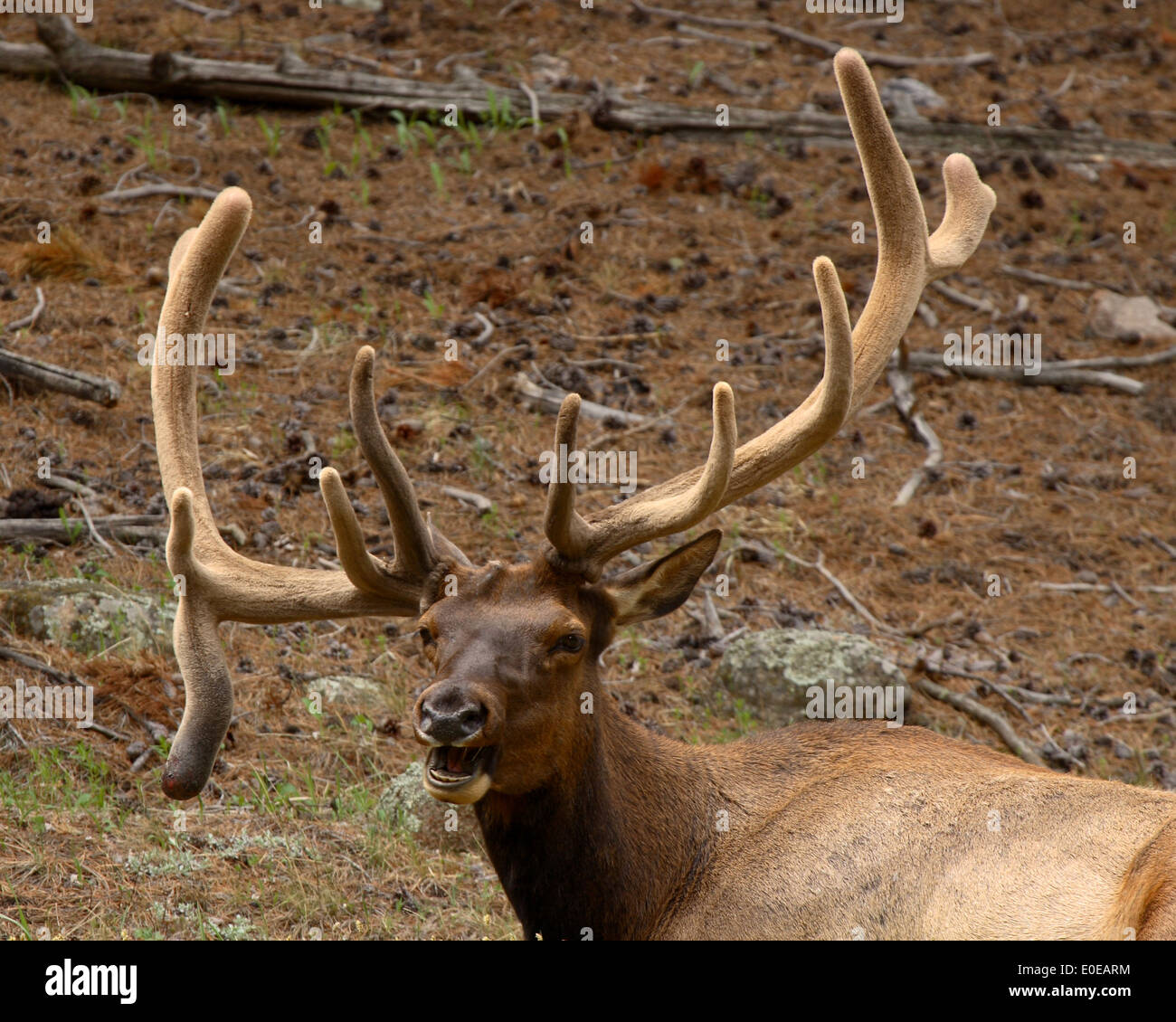 Mismatched hi-res stock photography and images - Alamy