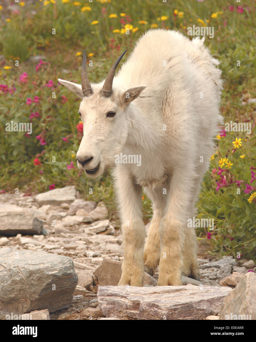 Goat calling hi-res stock photography and images - Alamy