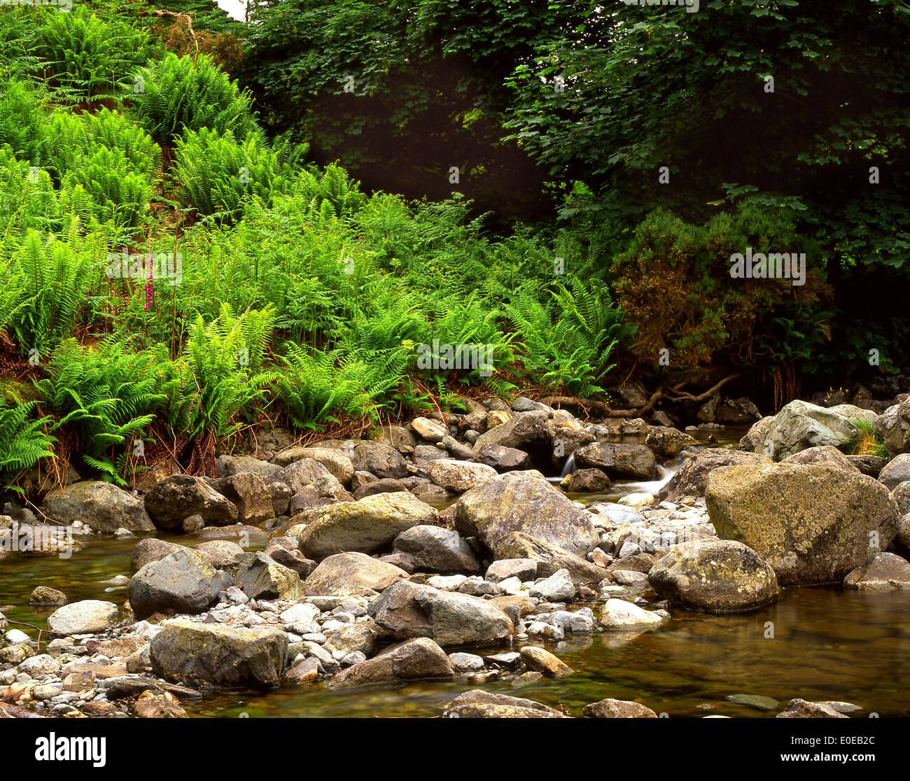 Lake District stream, England Stock Photo - Alamy