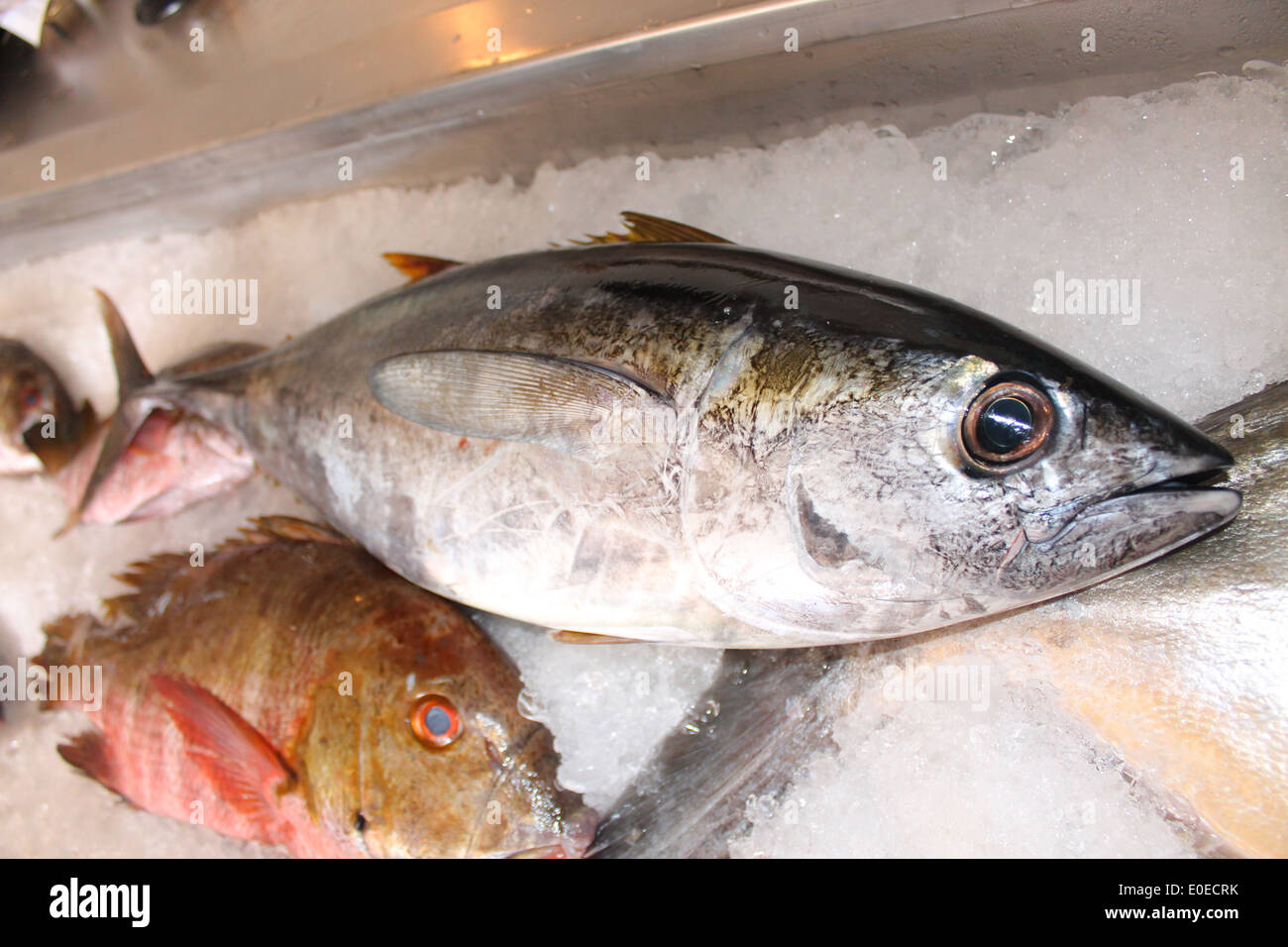 Fresh yellowfin tuna on ice Stock Photo - Alamy