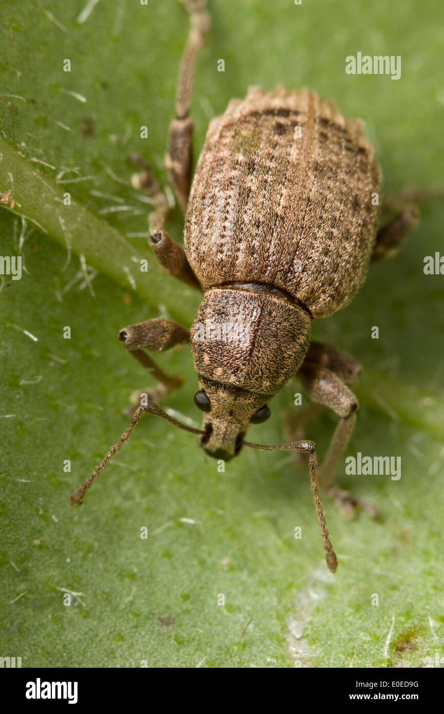 The garden weevil (Phlyctinus callosus) is native to South Africa, but ...