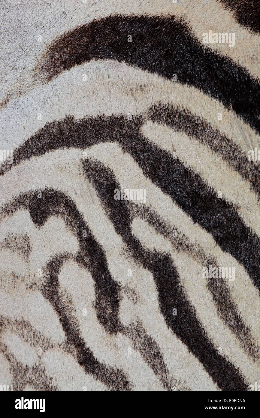 Close up zebra stripes hi-res stock photography and images - Alamy