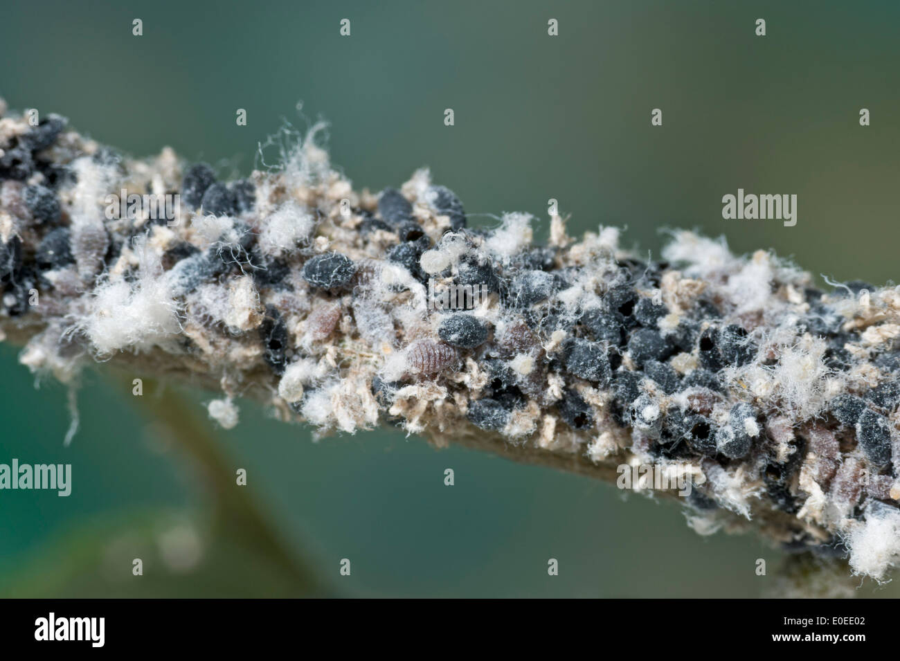 Parasitised and healthy woolly aphids on apple tree. Aphids turn to ...